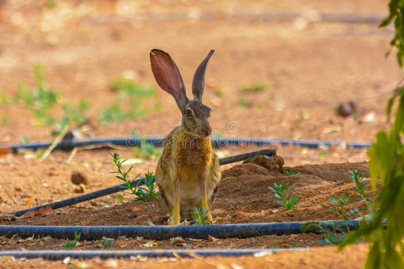Cottontail Rabbit in Jeddah, Saudi Arabia Stock Photo - Image of ...