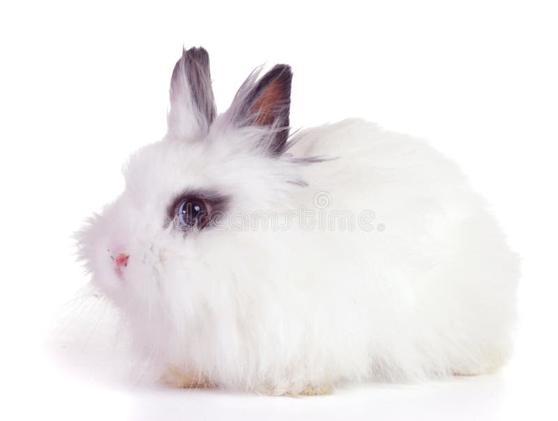 A Cute Lying Chocolate Lionhead Bunny Rabbit Stock Image - Image of ...