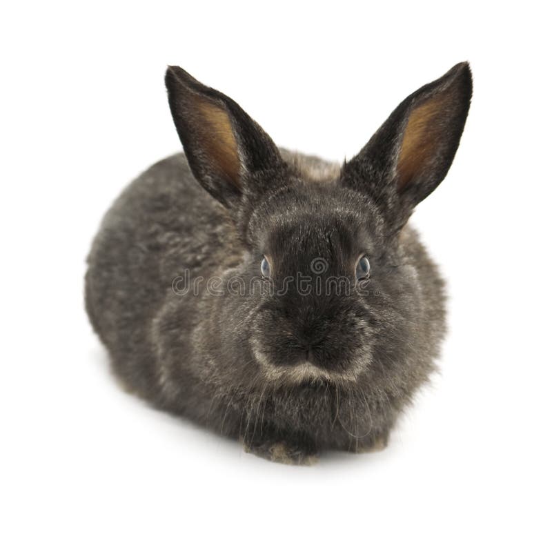 White rabbit stock image. Image of head, hare, cute, vertical - 8475863