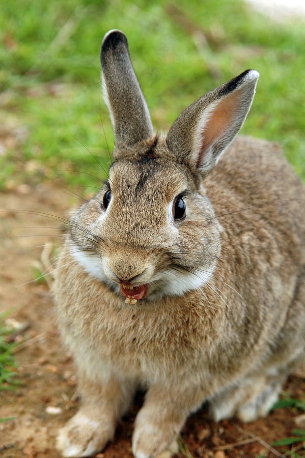 Camel stock photo. Image of outdoor, arab, dunes, sand - 2940926