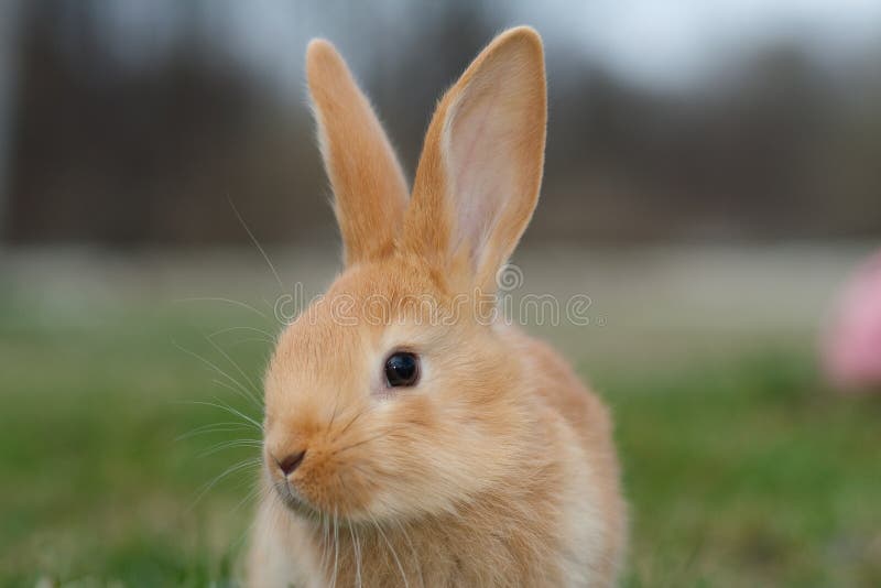 Rabbit stock image. Image of juvenile, bunny, orange - 14280371