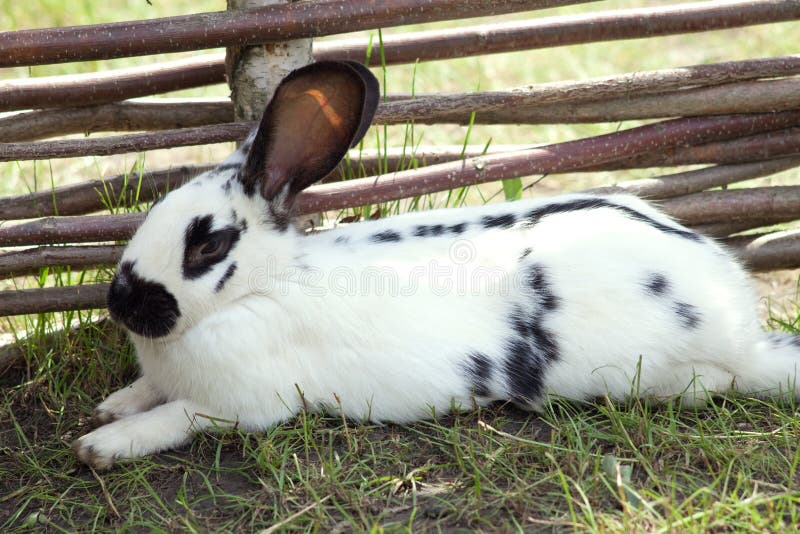 Stretching Rabbit stock photo. Image of stretching, movement - 37688204