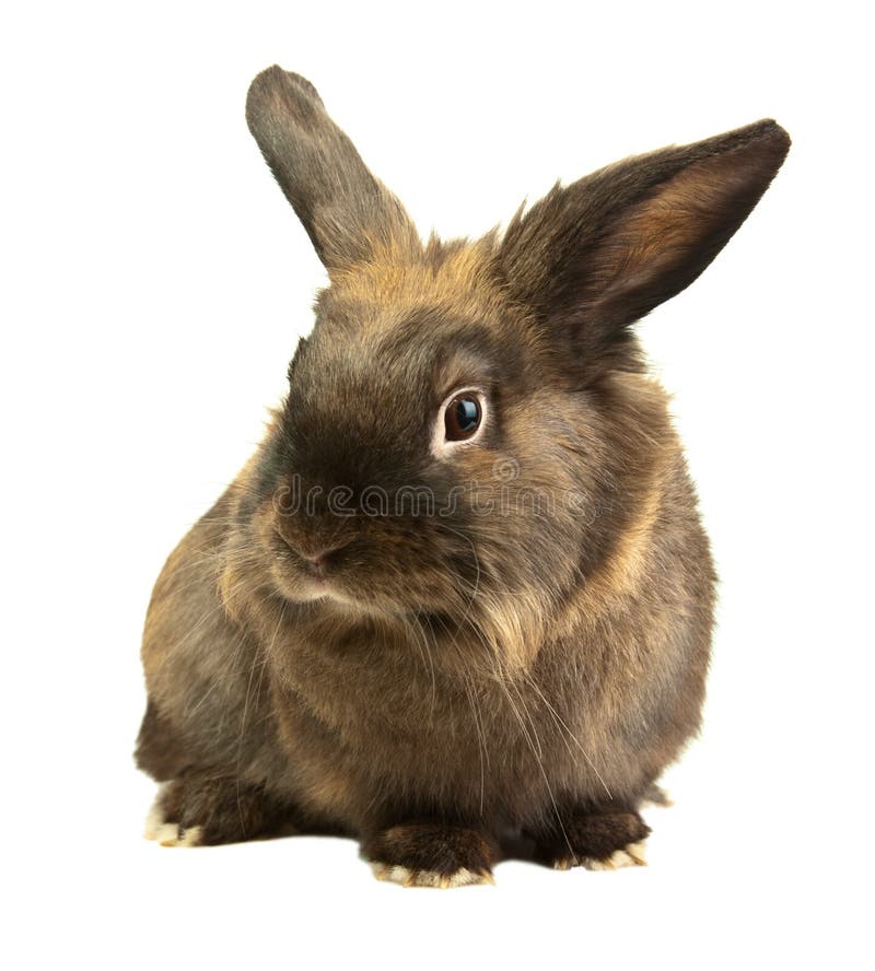 Rabbit Picture. Image: 14518568