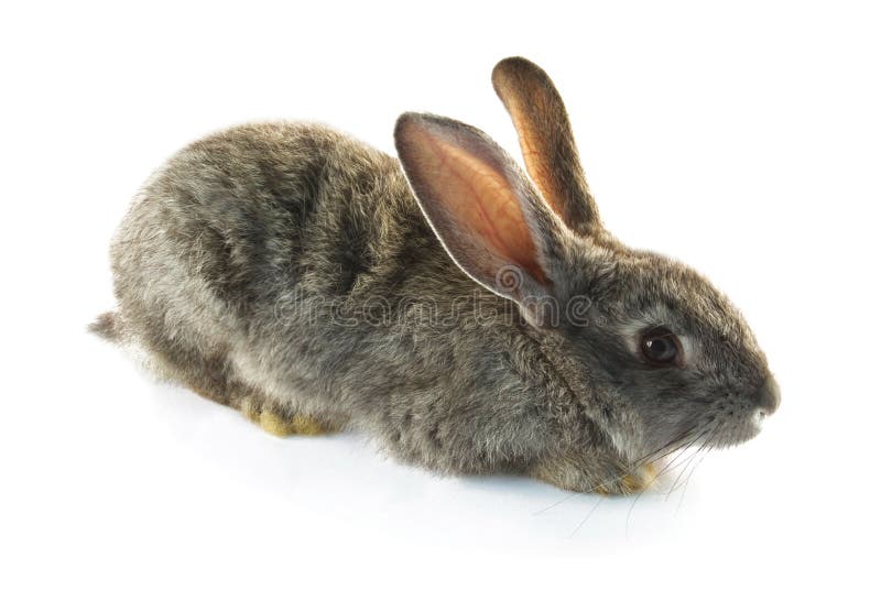Gray Rabbit View from Above Stock Photo - Image of white, fluffy: 16122290