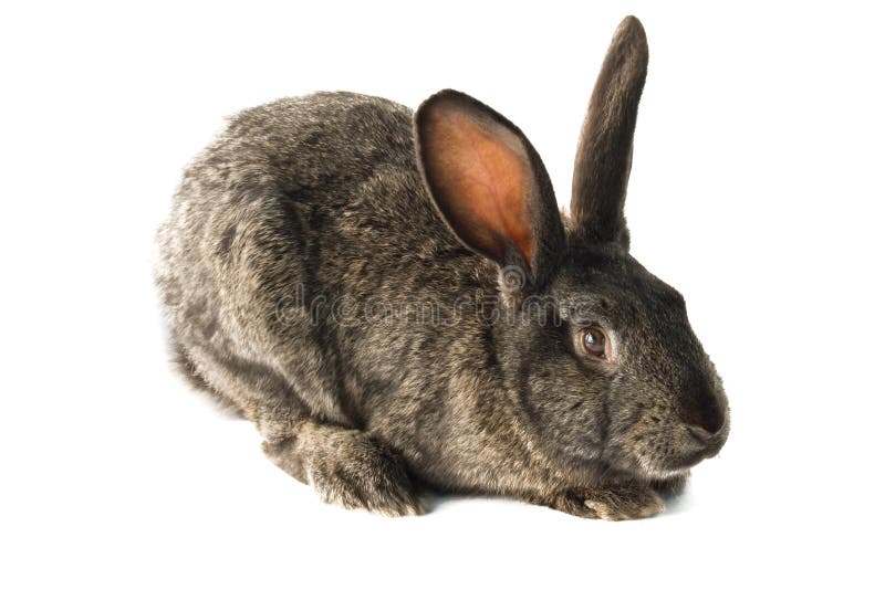 Rabbit Free Stock Photos & Pictures, Rabbit Royalty-Free and Public ...