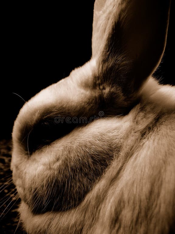 Rabbit stock photo. Image of hair, cute, pets, rabbit - 1489610