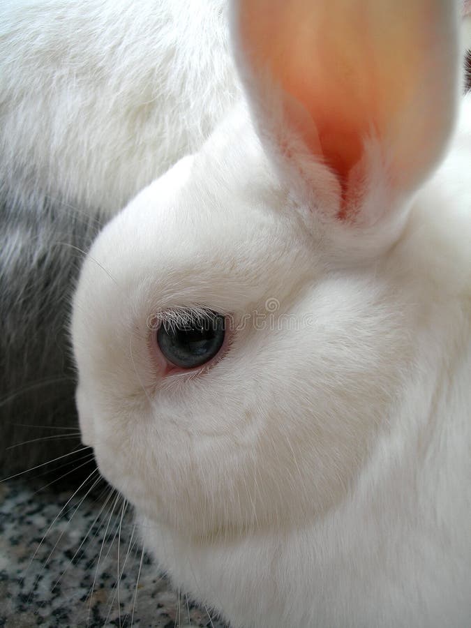 Rabbit stock image. Image of rabbits, animals, pets, snout - 1494845