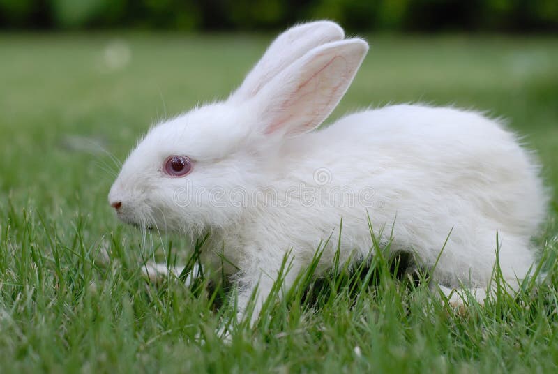 128,562 White Rabbit Stock Photos - Free & Royalty-Free Stock Photos ...