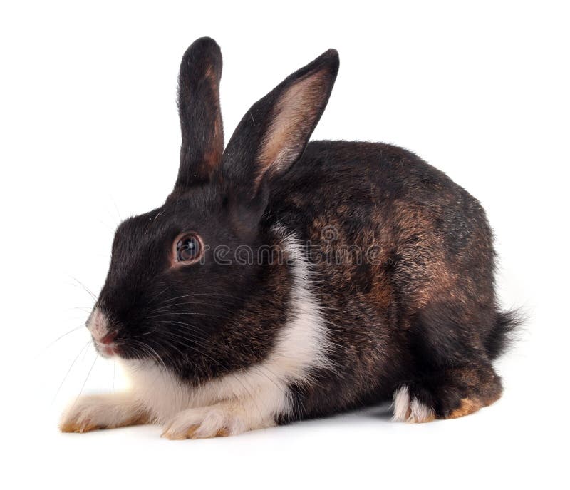 Rabbit stock image. Image of rabbits, rabbit, brothers - 15218945