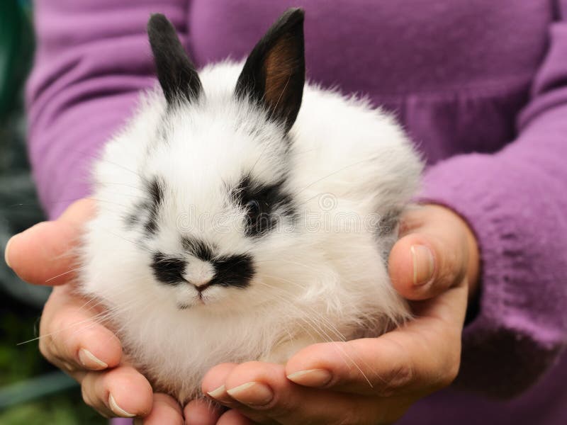 116,802 White Rabbit Photos - Free & Royalty-Free Stock Photos from ...