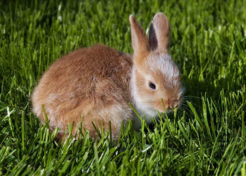 Big White Rabbit stock image. Image of white, fuzzy, giant - 14167795