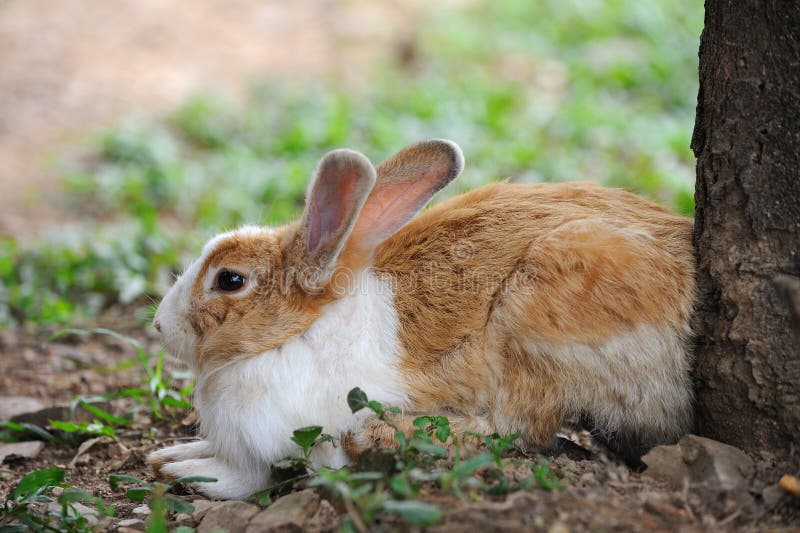 Bunny Rabbit stock image. Image of rodent, rabbit, easter - 25217067