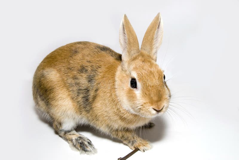 Rabbit stock photo. Image of rodent, rabbit, fluffy, family - 16196460