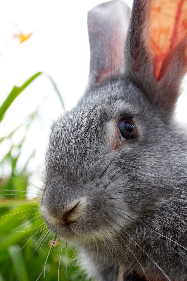 Grey rabbit stock photo. Image of life, ears, easter - 16158924