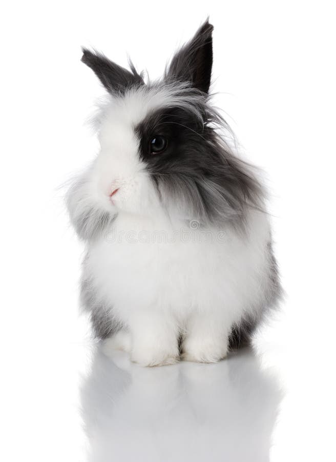 Rabbit tongue out stock image. Image of cutout, isolated - 13241745