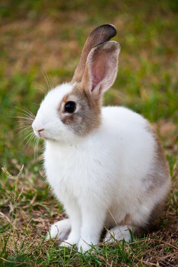 Cute White Rabbit Standing on Hind Legs Stock Photo - Image of cute ...
