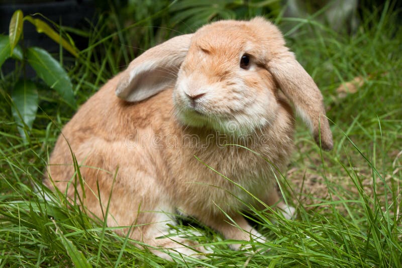 Gray Bunny Rabbit stock photo. Image of gray, cottontail - 12964748