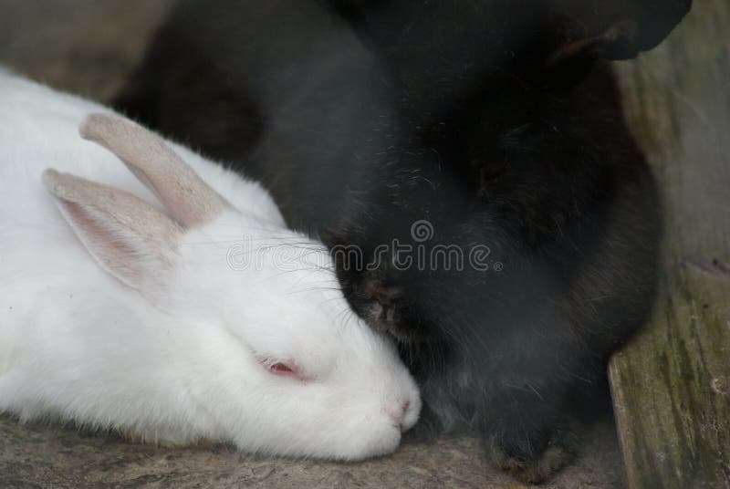 Rabbits stock image. Image of mammal, bunny, soft, rabbit - 174471295