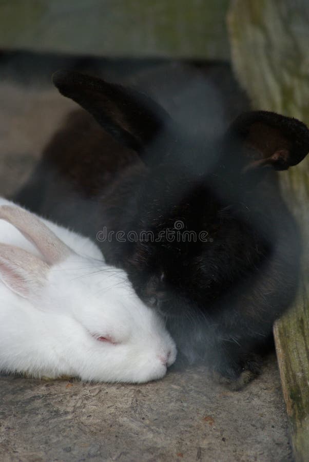Rabbits stock image. Image of nest, herd, hopping, farm - 174471801