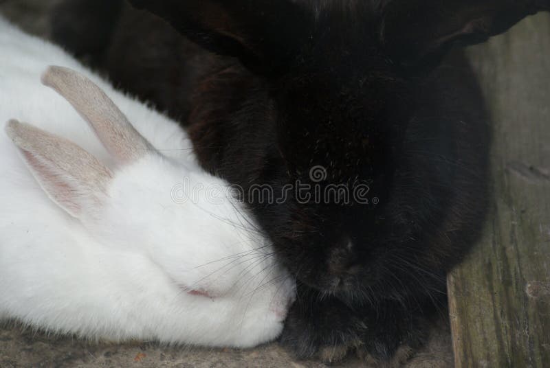 Rabbits stock photo. Image of farm, hopper, rabbit, herd - 174471856