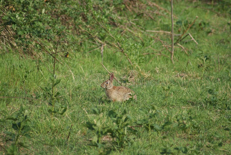 Rabbit stock image. Image of jumping, nest, buck, rodent - 174472339