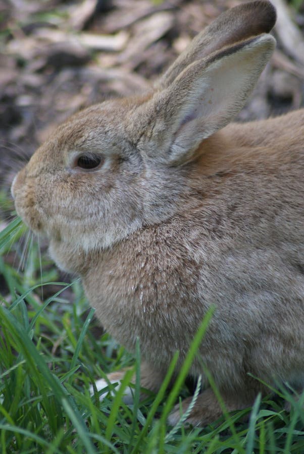 Rabbit stock image. Image of pika, coney, rodent, rabbit - 174472519