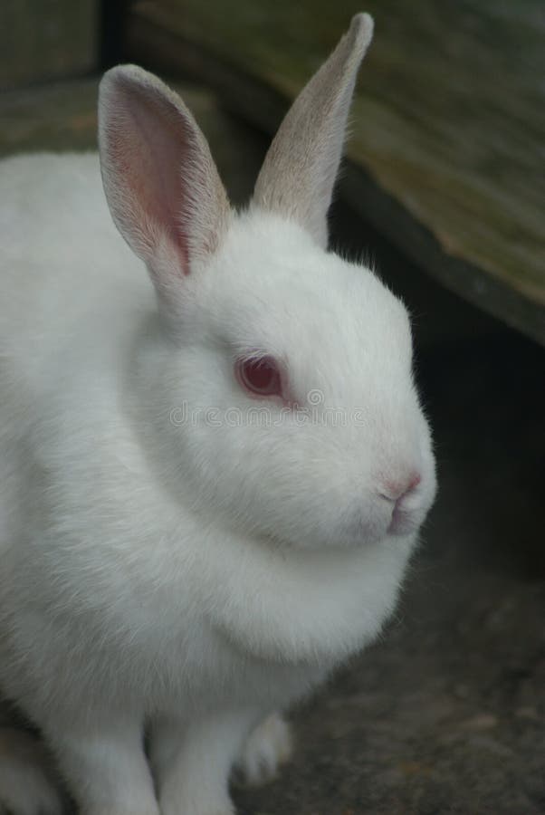Rabbit stock image. Image of herd, hare, livestock, soft - 174472679