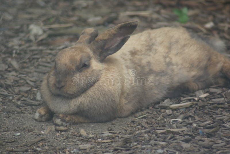 Rabbit stock image. Image of colony, nest, jumping, buck - 174472729