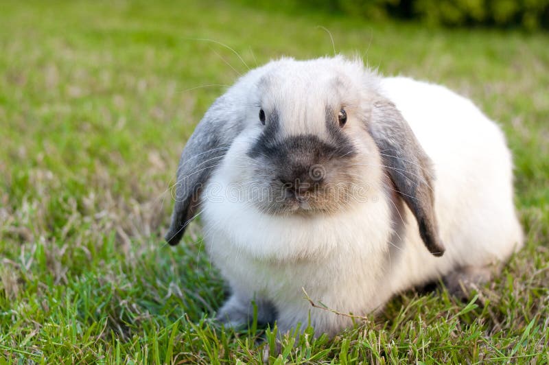 Cautiousness stock photo. Image of holiday, creature - 16158932