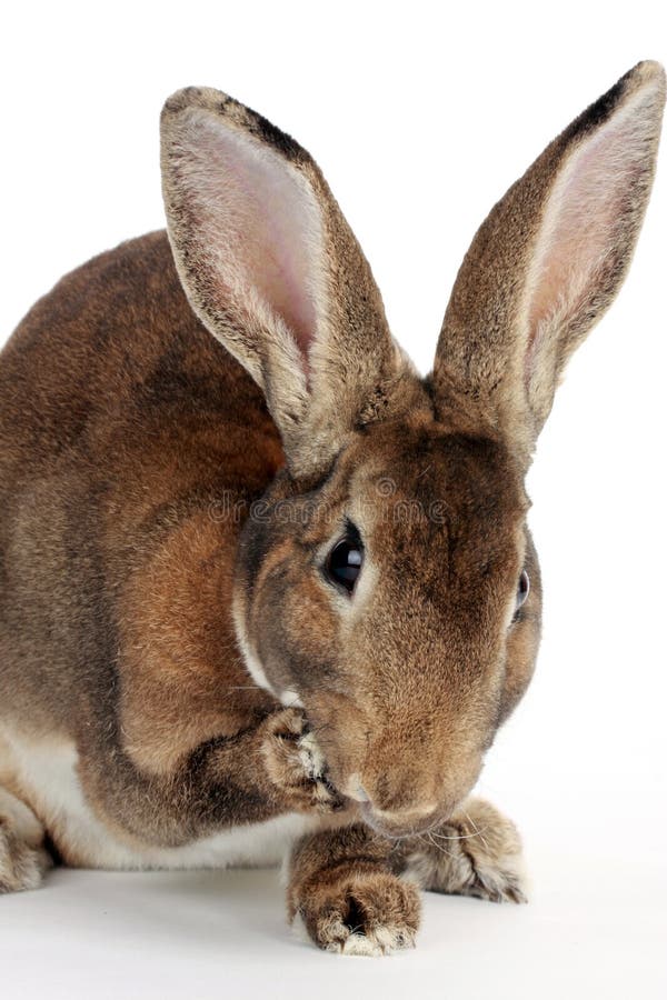 Front View of a Rabbit, Isolated on White Stock Photo - Image of ...