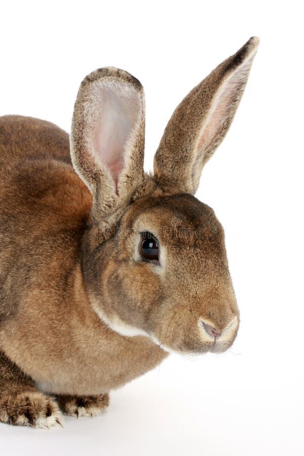 Side View of a Flemish Giant Rabbit Stock Image - Image of flanders ...