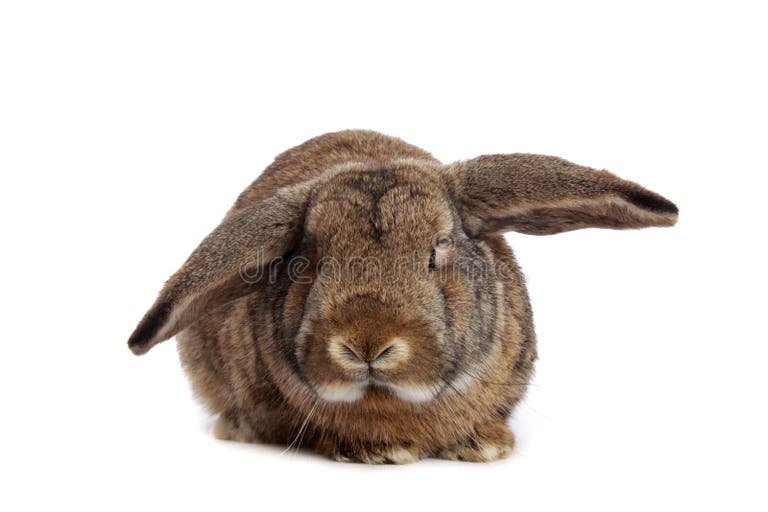 667 White Rabbit Floppy Ears Stock Photos - Free & Royalty-Free Stock ...