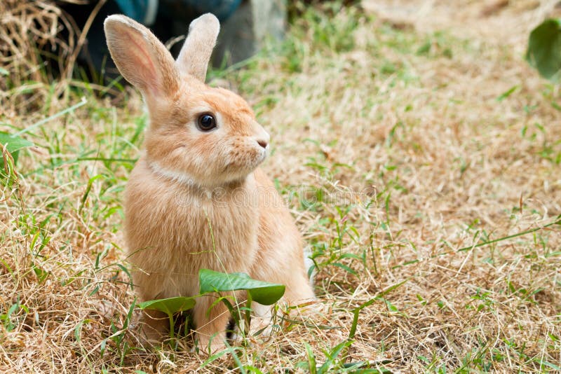 Cautious Bunny Rabbit in Grass Stock Photo - Image of charming, animals ...
