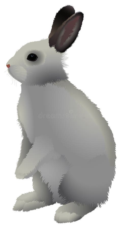 White rabbit isolated stock illustration. Illustration of sketch - 67953278