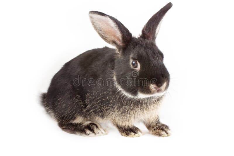 White Rabbit Isolated on White Stock Image - Image of pretty, sitting ...