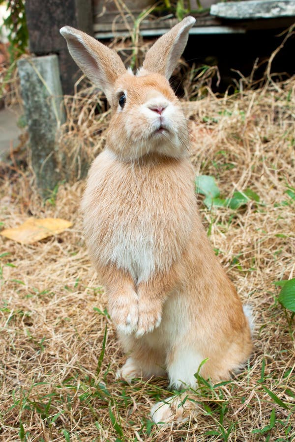 Rabbit stock image. Image of animal, little, rabbit, watching - 18348241