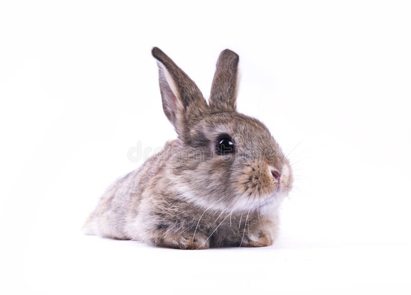 Rabbit Picture. Image: 18381773
