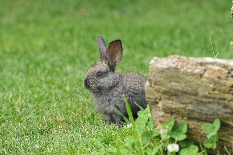 Rabbit Free Stock Photos & Pictures, Rabbit Royalty-Free and Public ...