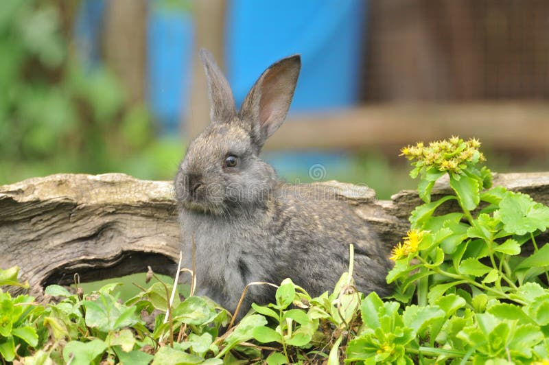 Rabbit Free Stock Photos & Pictures, Rabbit Royalty-Free and Public ...