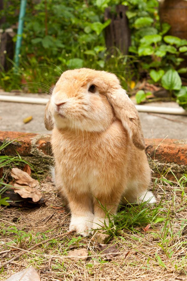 Rabbit stock image. Image of animal, little, rabbit, watching - 18348241