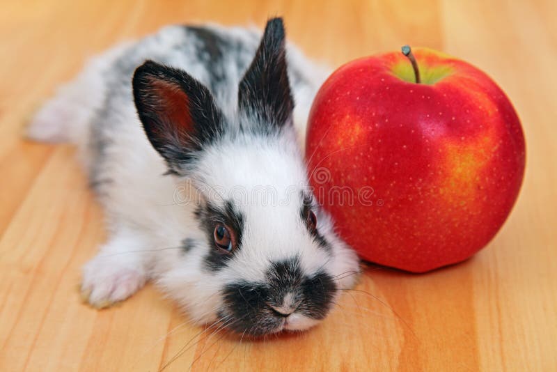 Soft rabbit with apple stock photo. Image of view, love - 1898832