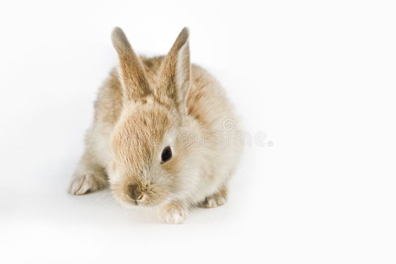 Mating rabbits stock image. Image of background, mating - 19922413