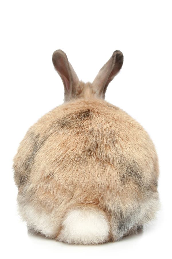 Back View of a Cute Brown Little Rabbit Stock Photo - Image of whiskers ...