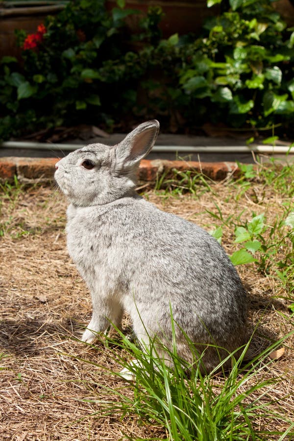 Rabbit Free Stock Photos & Pictures, Rabbit Royalty-Free and Public ...