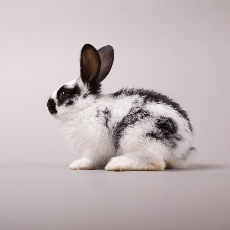 Rabbit stock photo. Image of spots, gray, mammal, rodent - 19331794