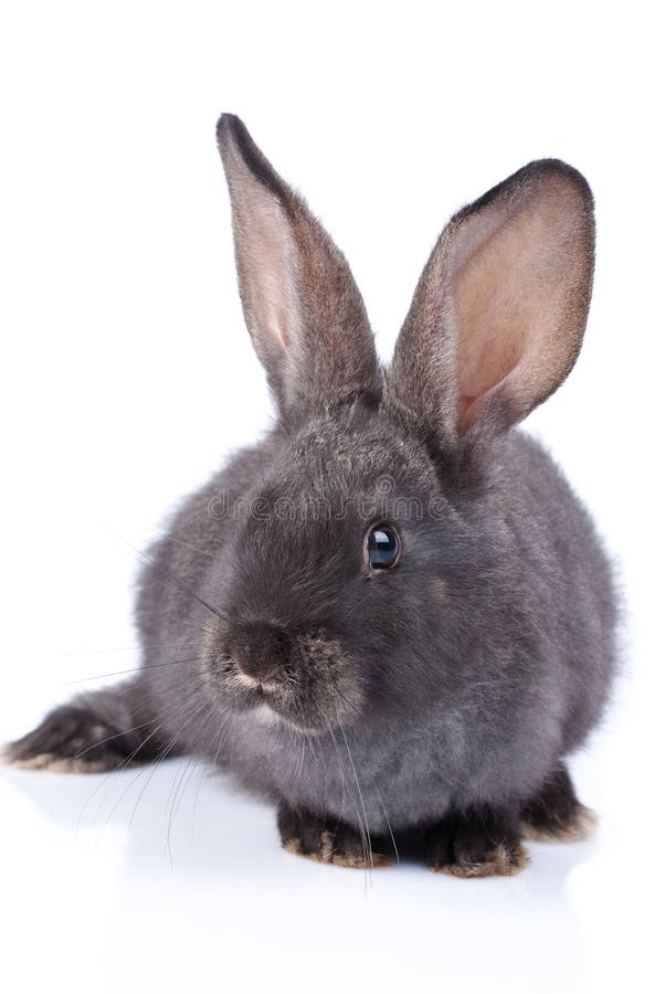 Rabbit stock image. Image of rabbits, rabbit, brothers - 15218945