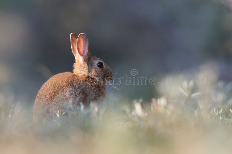 Rabbit stock image. Image of thistle, bunny, grass, graze - 19656565