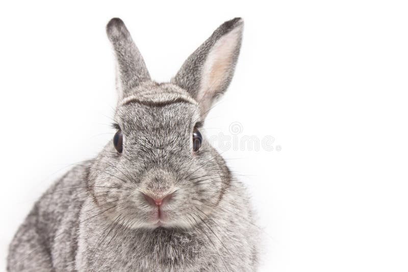 Brown and white rabbit stock photo. Image of adorable - 18762308