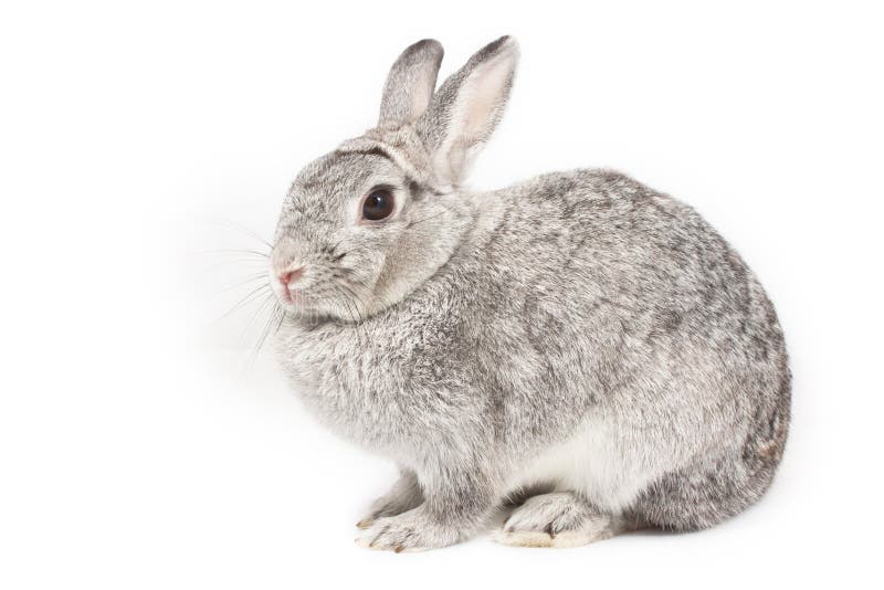 Grey Rabbit stock image. Image of shot, obedient, furry - 16407955