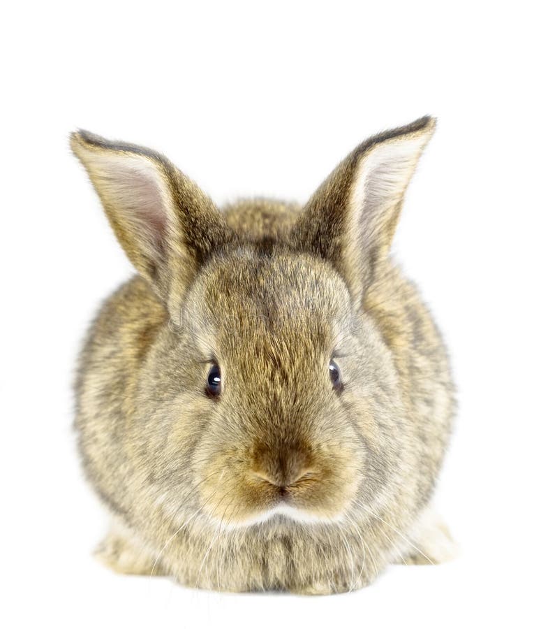 Portrait of a Small Eared Rabbit Stock Photo - Image of hare, smooth ...